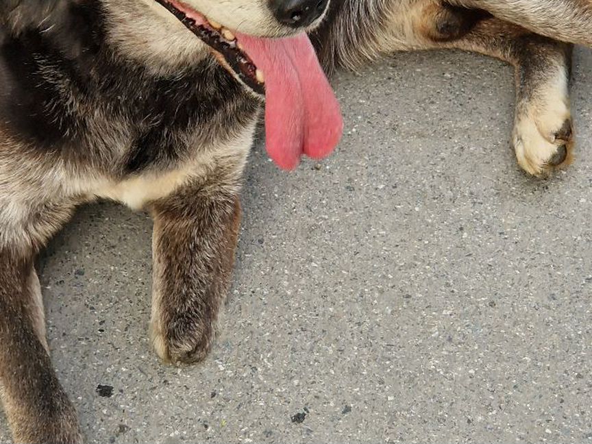 Найдена собака без лапы