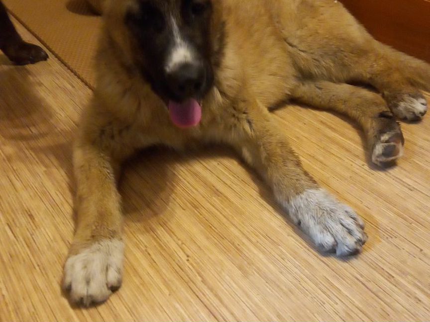 Найдена собака