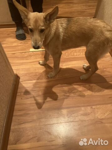 Собака в добрые руки щенок метис