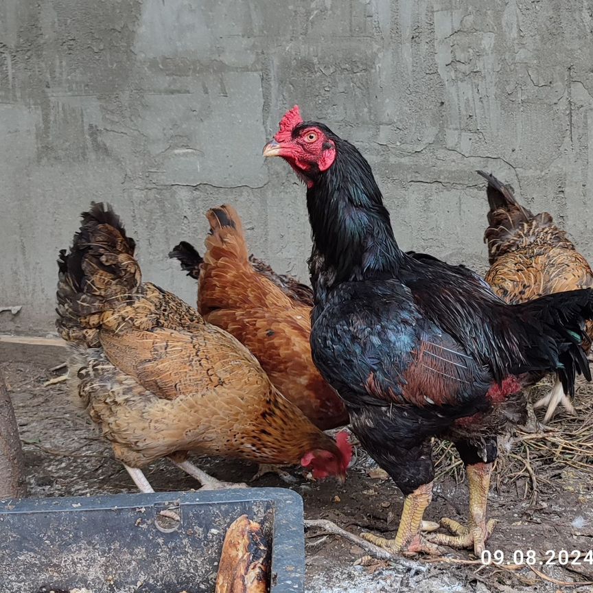 Корниш петух и куры