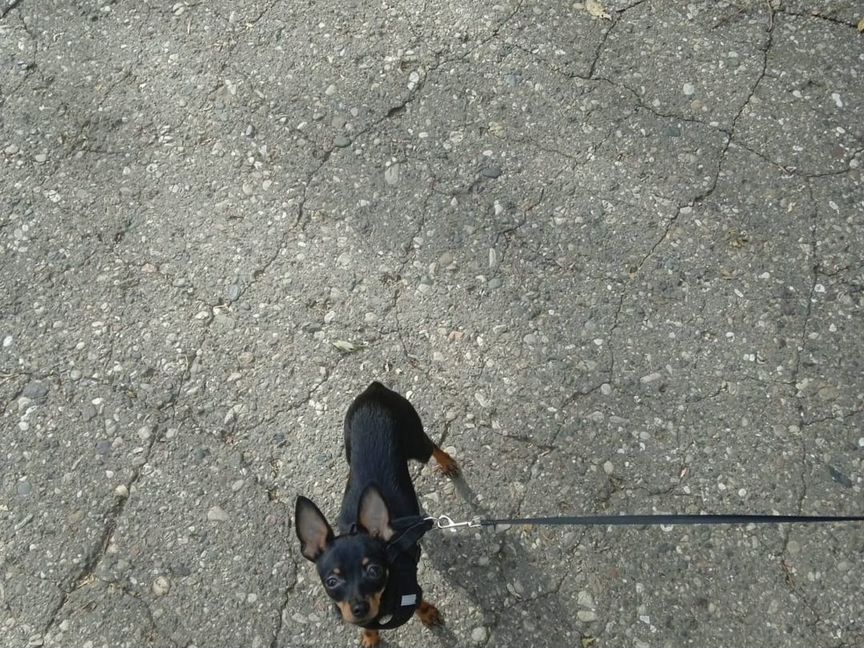 Ищем подругу для вязки