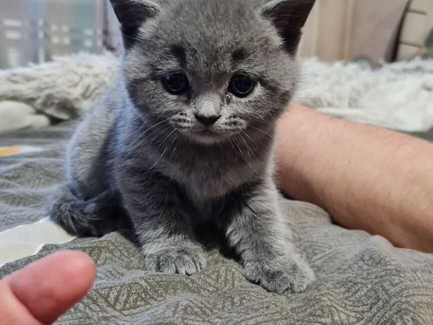 Британские котята