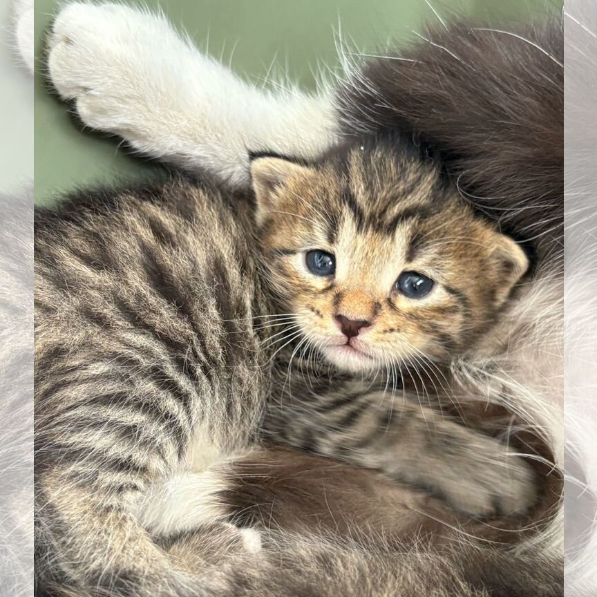 Мейн-кун котёнок