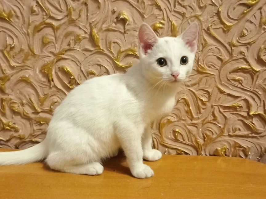 Ангорский котёнок