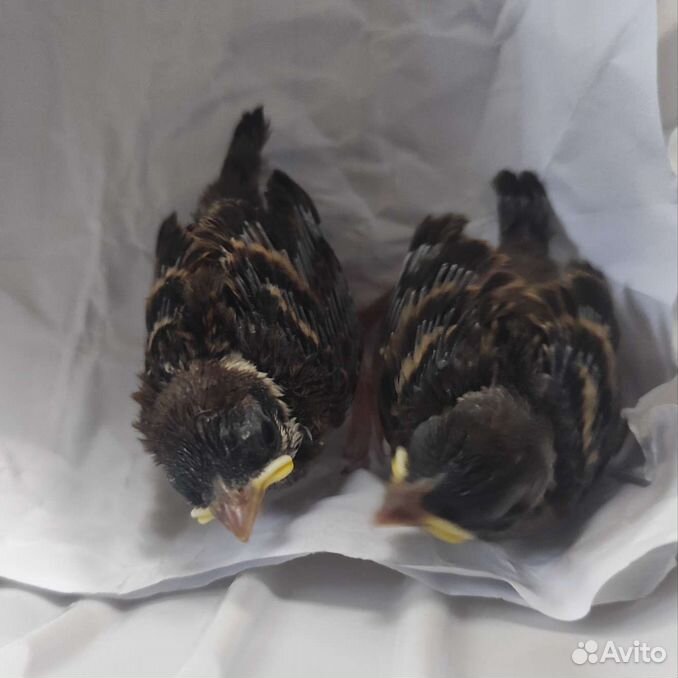 Птенцы воробьёв в добрые руки