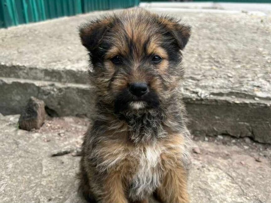 Кутенок девочка на улице