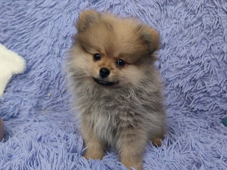 Немецкий шпиц