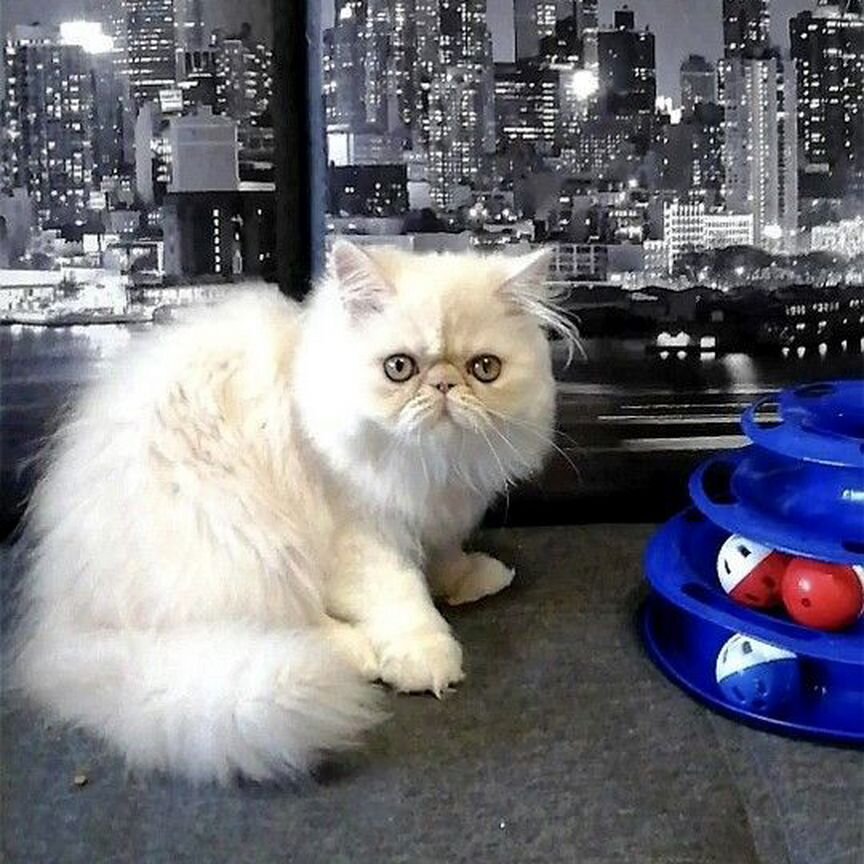 Котёнок 3 мес
