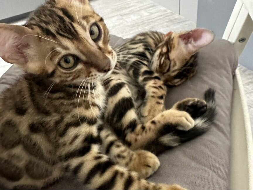 Бенгальские котята