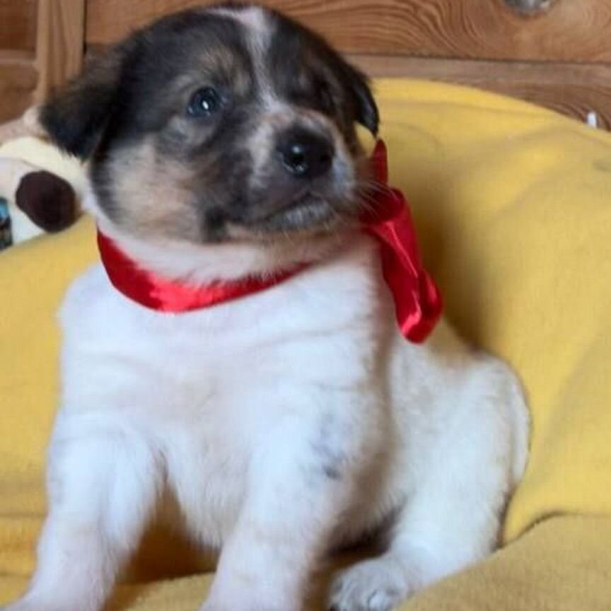 Щенок в добрые руки