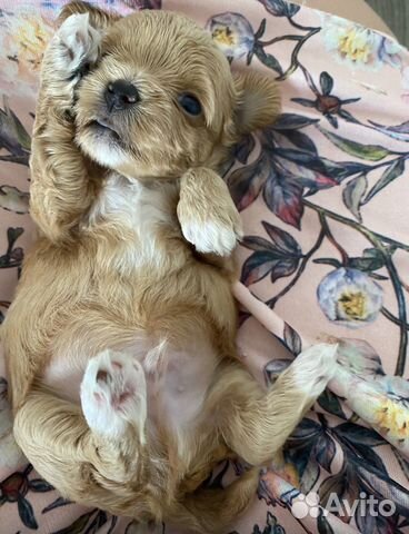 Мальтипу f1 mini reddd brown Экстракласссный men