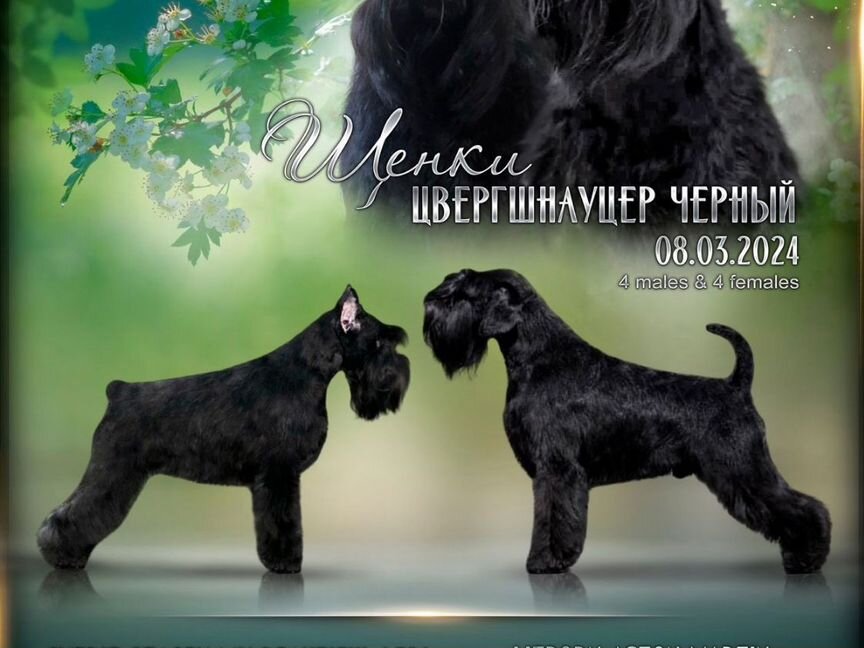 Цвергшнауцер чёрный