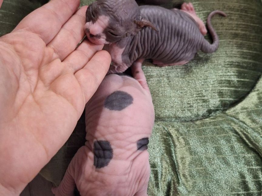 Канадский сфинкс