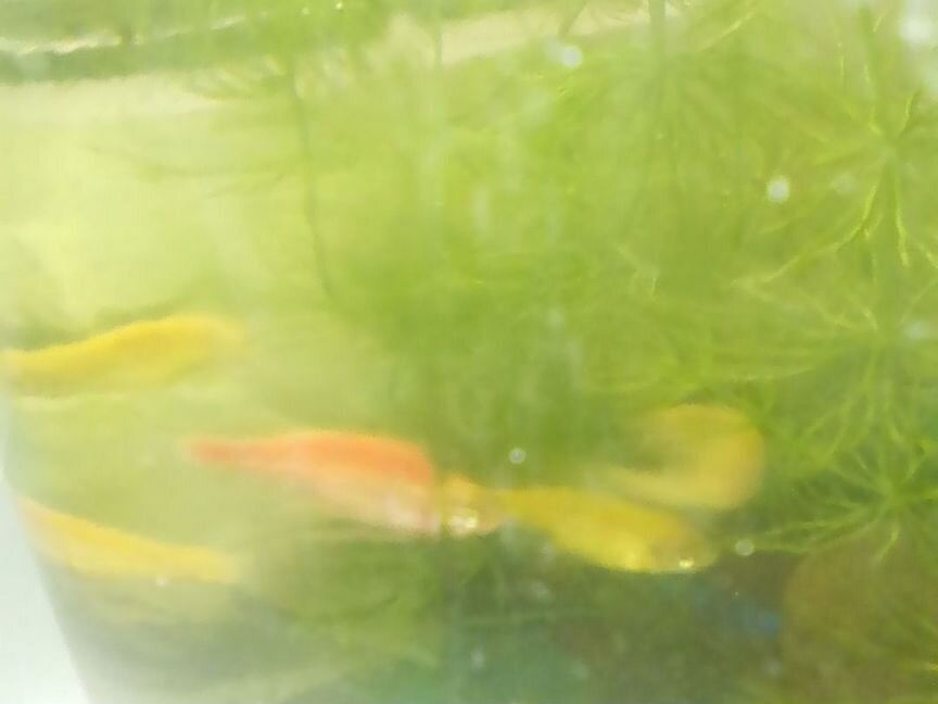 Рыбки данио и гуппи