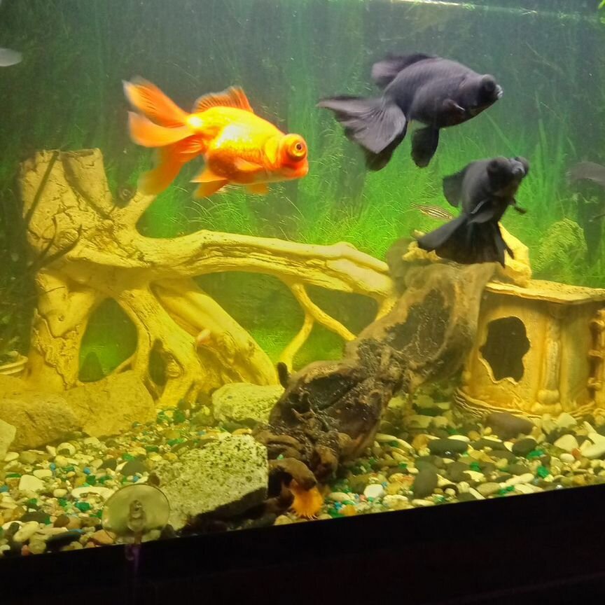 Аквариумные рыбки