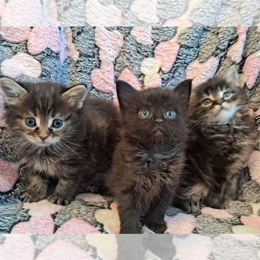 Сибирский котёнок