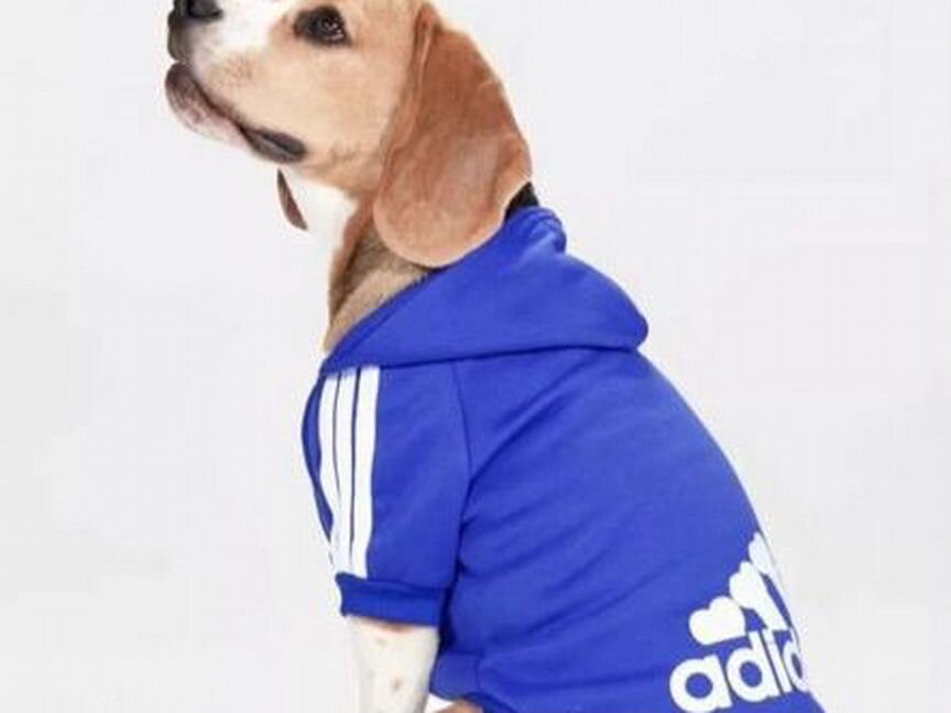 Одежда для собак и кошек