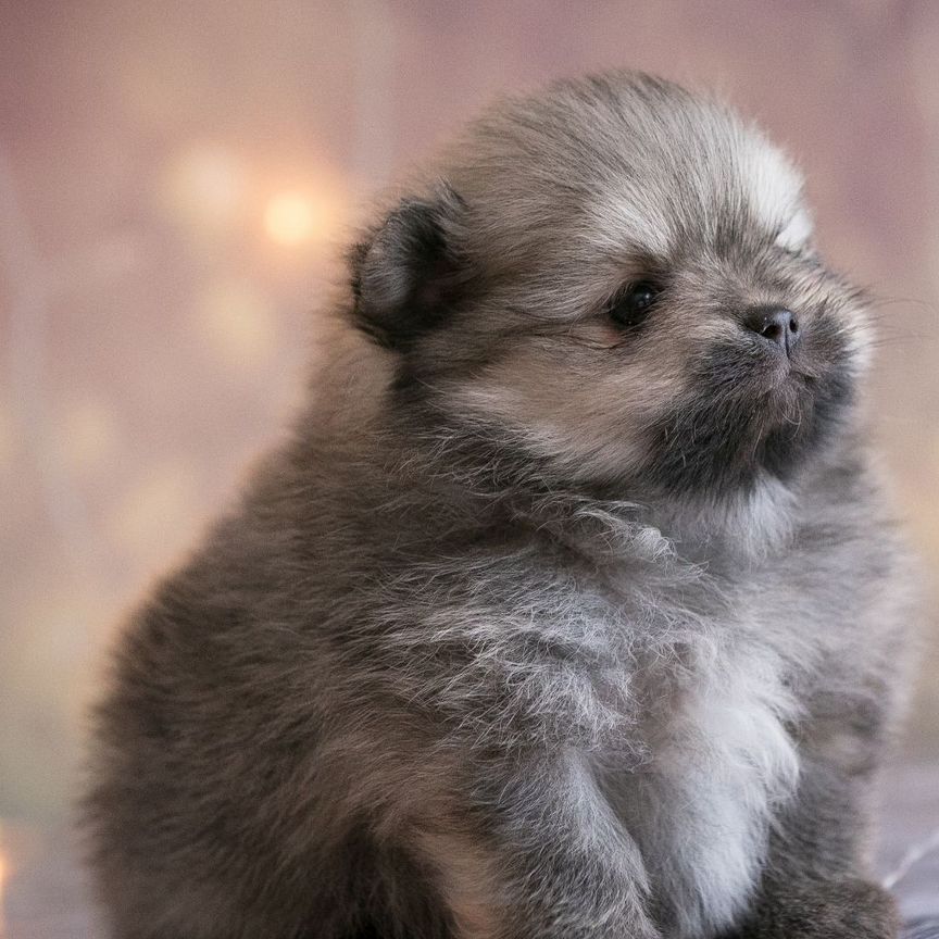 Померанский шпиц мини мишки