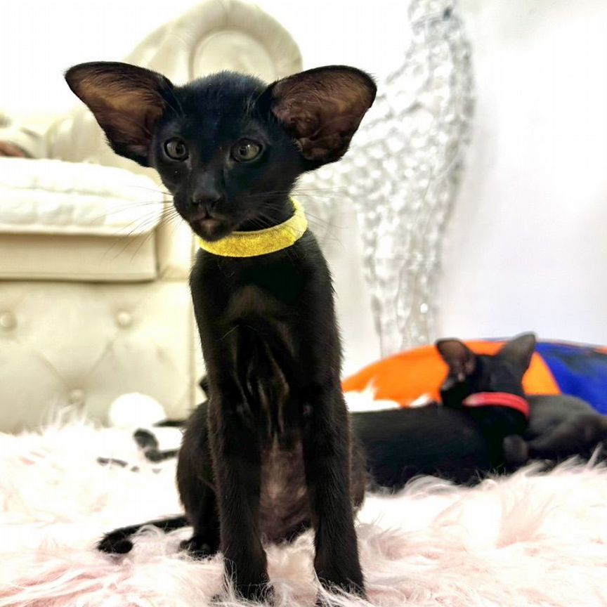 Ориентальный котёнок