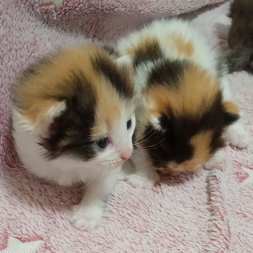 Котята в добрые руки бесплатно