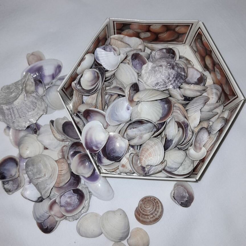 Ракушки морские для аквариума, поделок