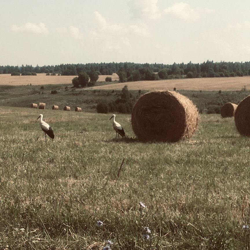 Продам сено в рулонах