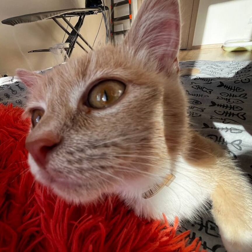 Котёнок в добрые руки