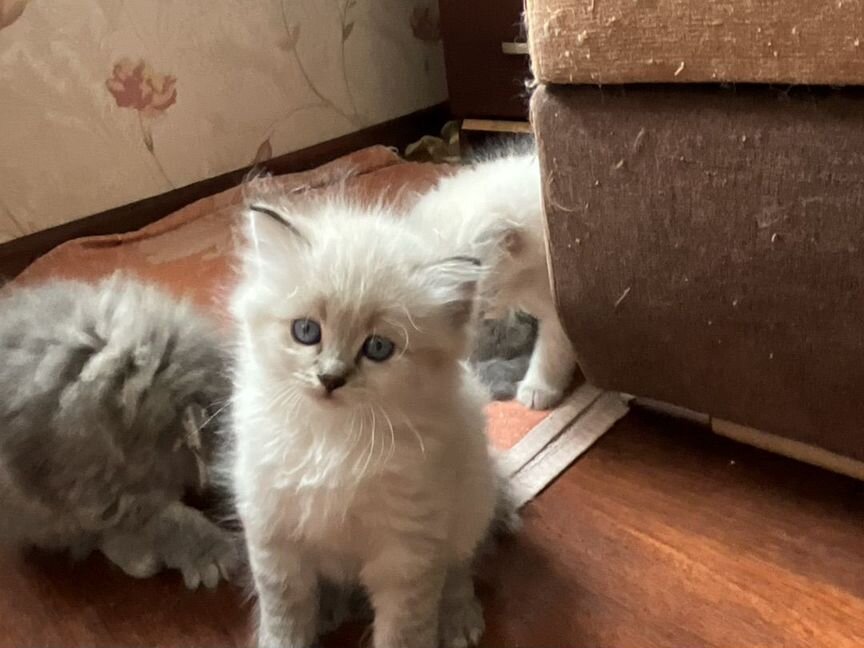 Сибирский котенок (Невский маскарадный)