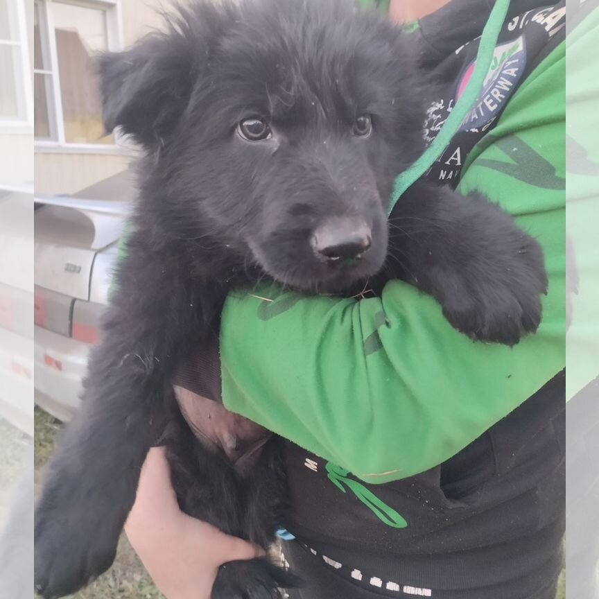 Щенки чёрной немецкой овчарки