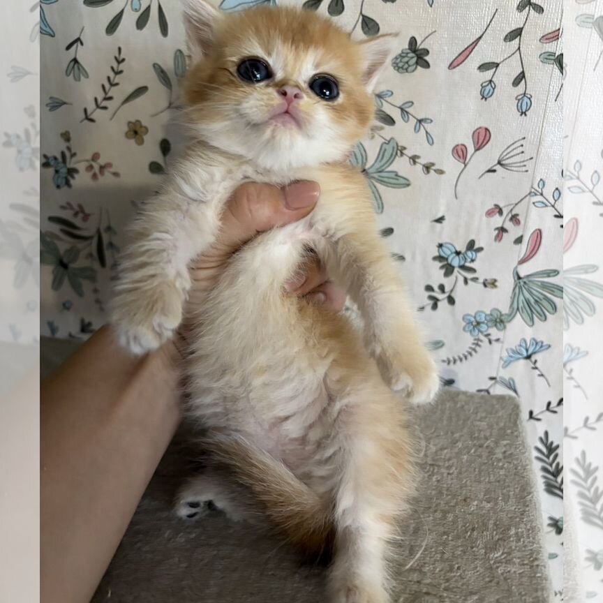 Британские котятки