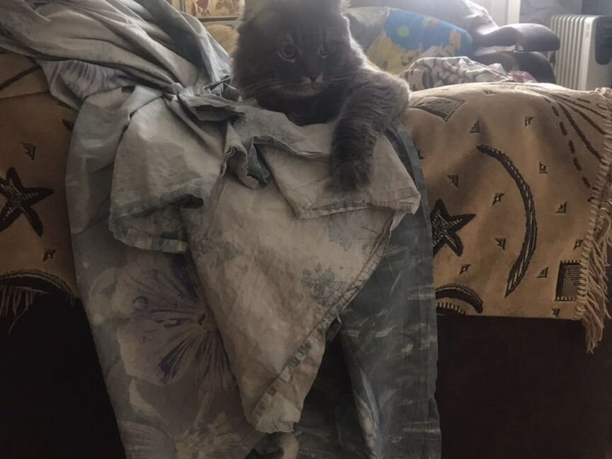 Одам кота беспалатно