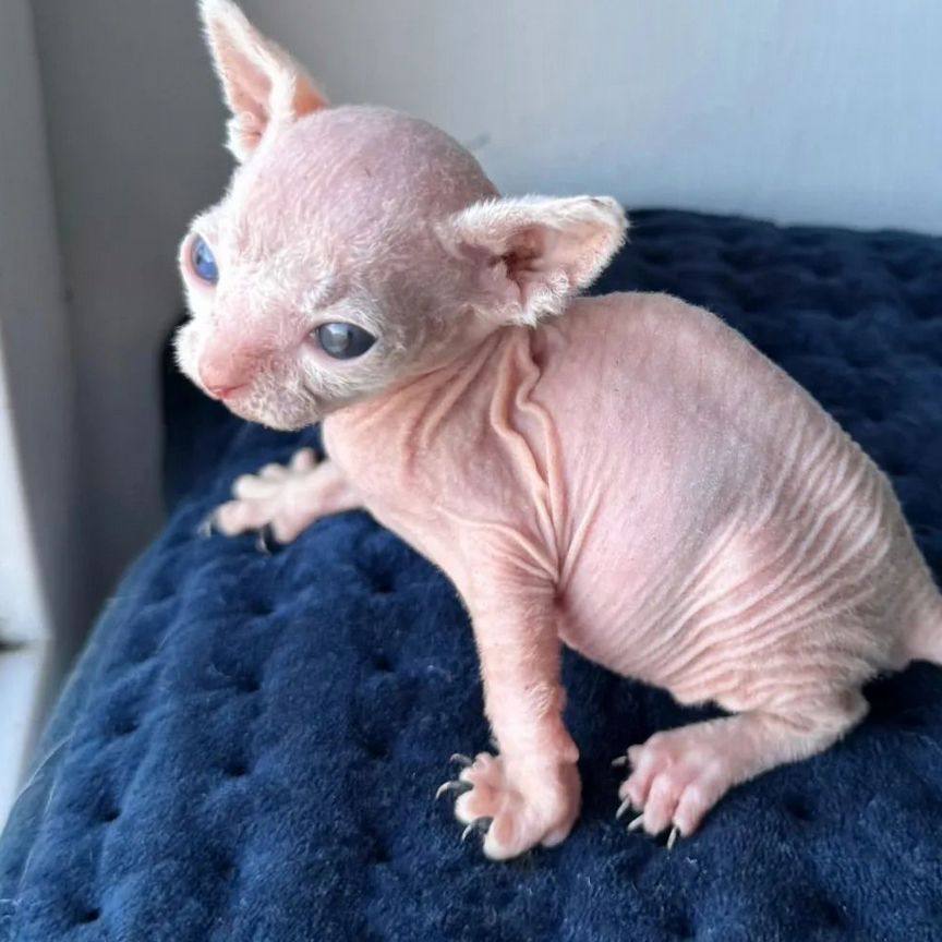Канадский сфинкс котёнок