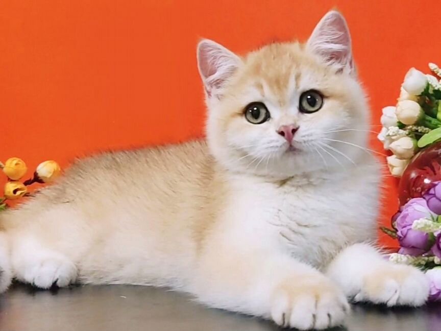 Британский принц - истинный котенок своей породы