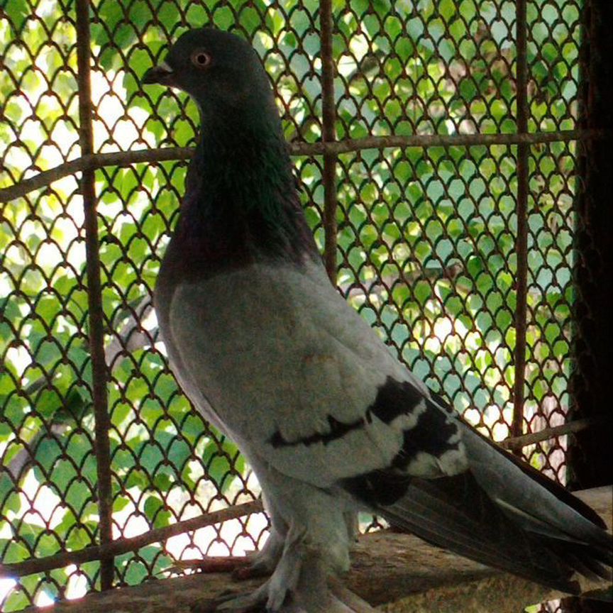 Голубка 2025 г