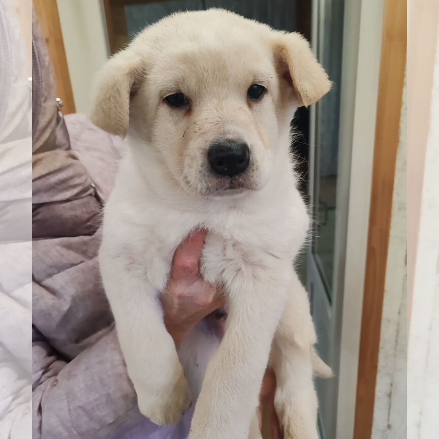 Австралийская овчарка, щенок