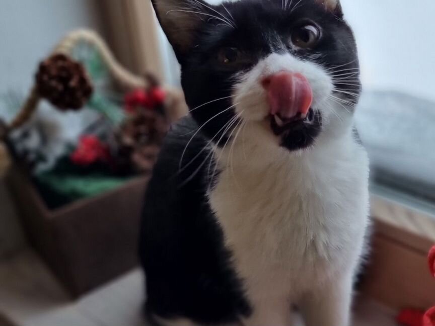 Невезучий котенок