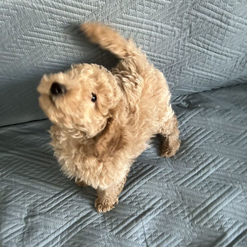 Мальтипу f1 мальчик