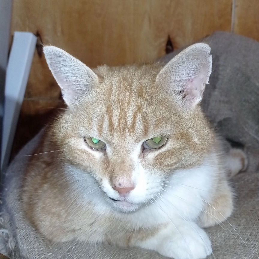 Рыжий кот