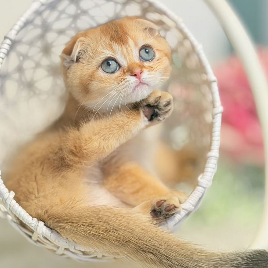 Шотландский вислоухий короткошёрстный котёнок
