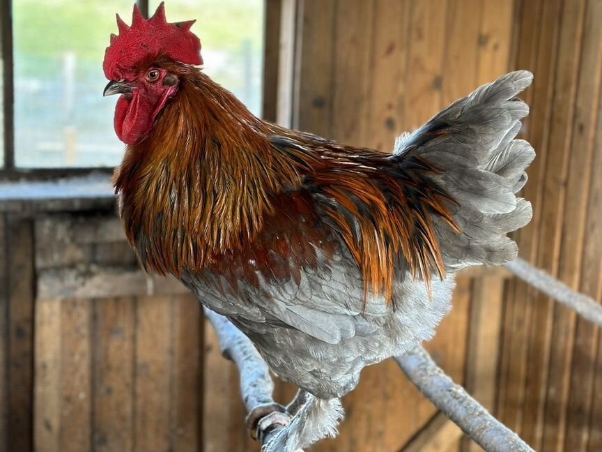 Семья кур Маран