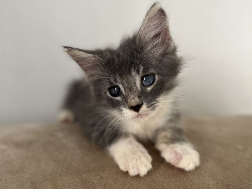Котята норвежская лесная