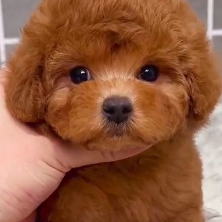 Той-пудель - Teddy poodle