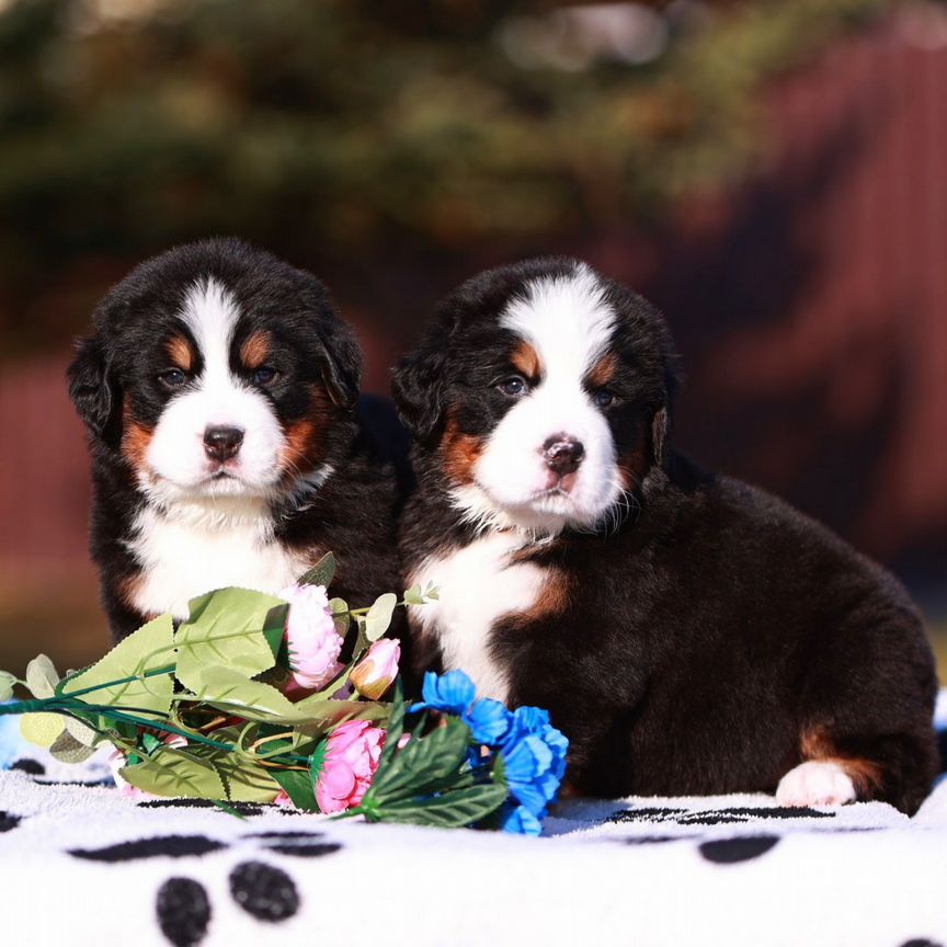 Бернский зенненхунд, щенок