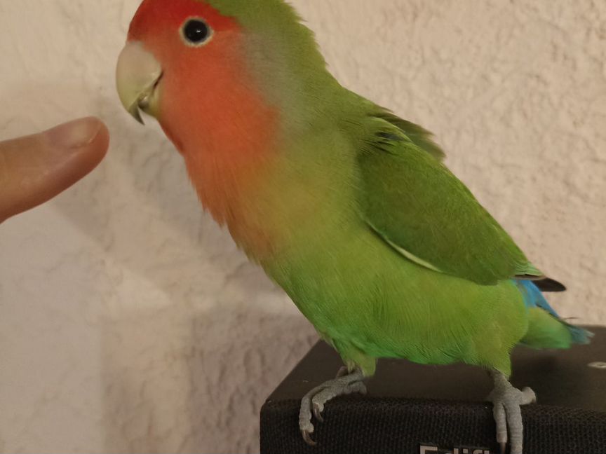 Неразлучник ручной, помощник по дому