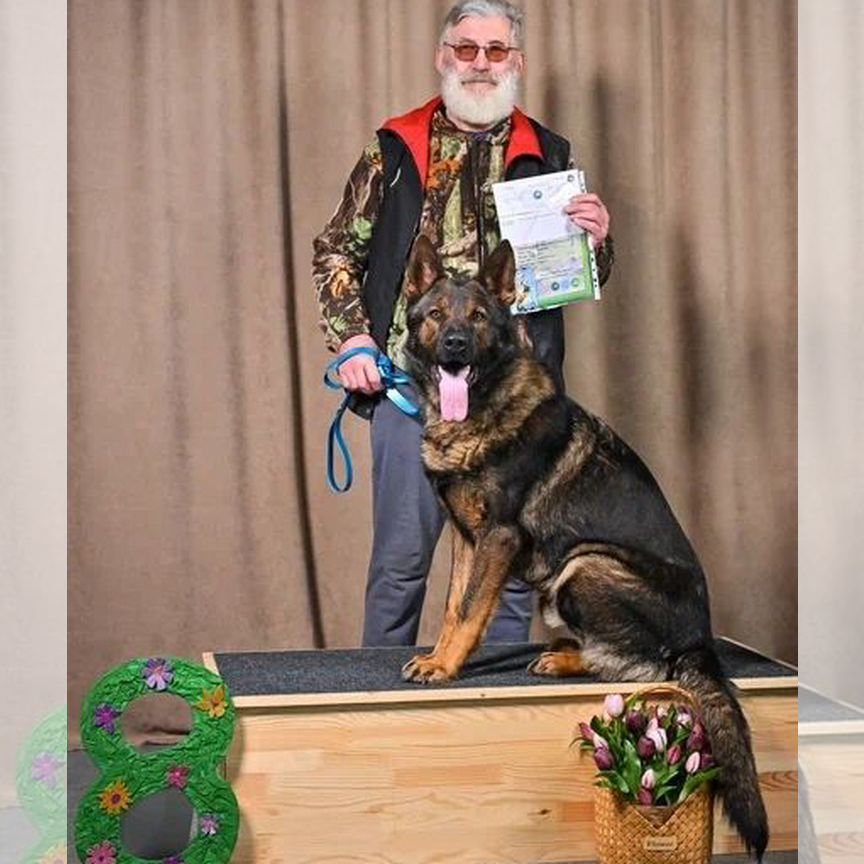 Немецкая овчарка, щенок