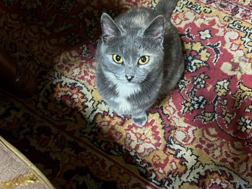 Кошечка молодая. Не более 1 года