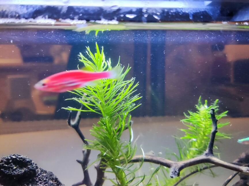 Аквариумные рыбки Данио