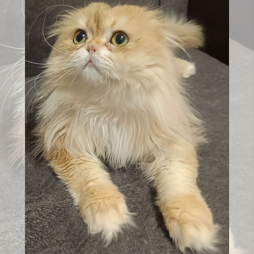 Шотландский вислоухий длинношёрстный, взрослый кот