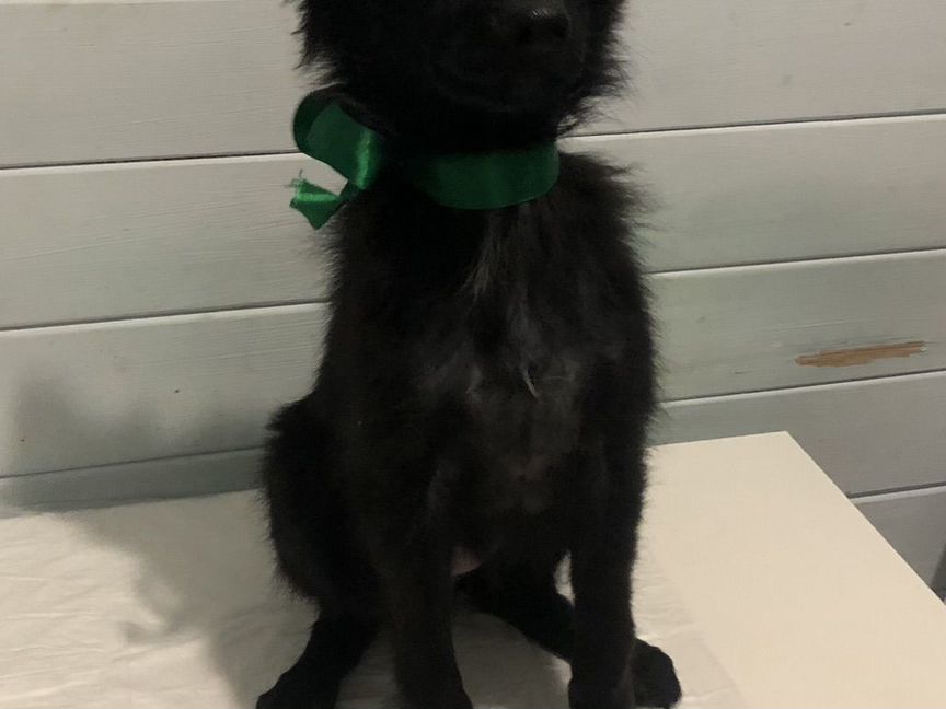 Маленькая собака щенок