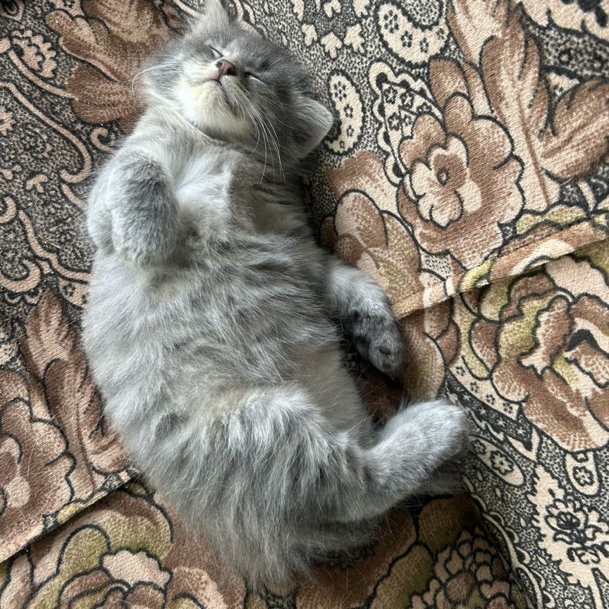 Котята отдам бесплатно